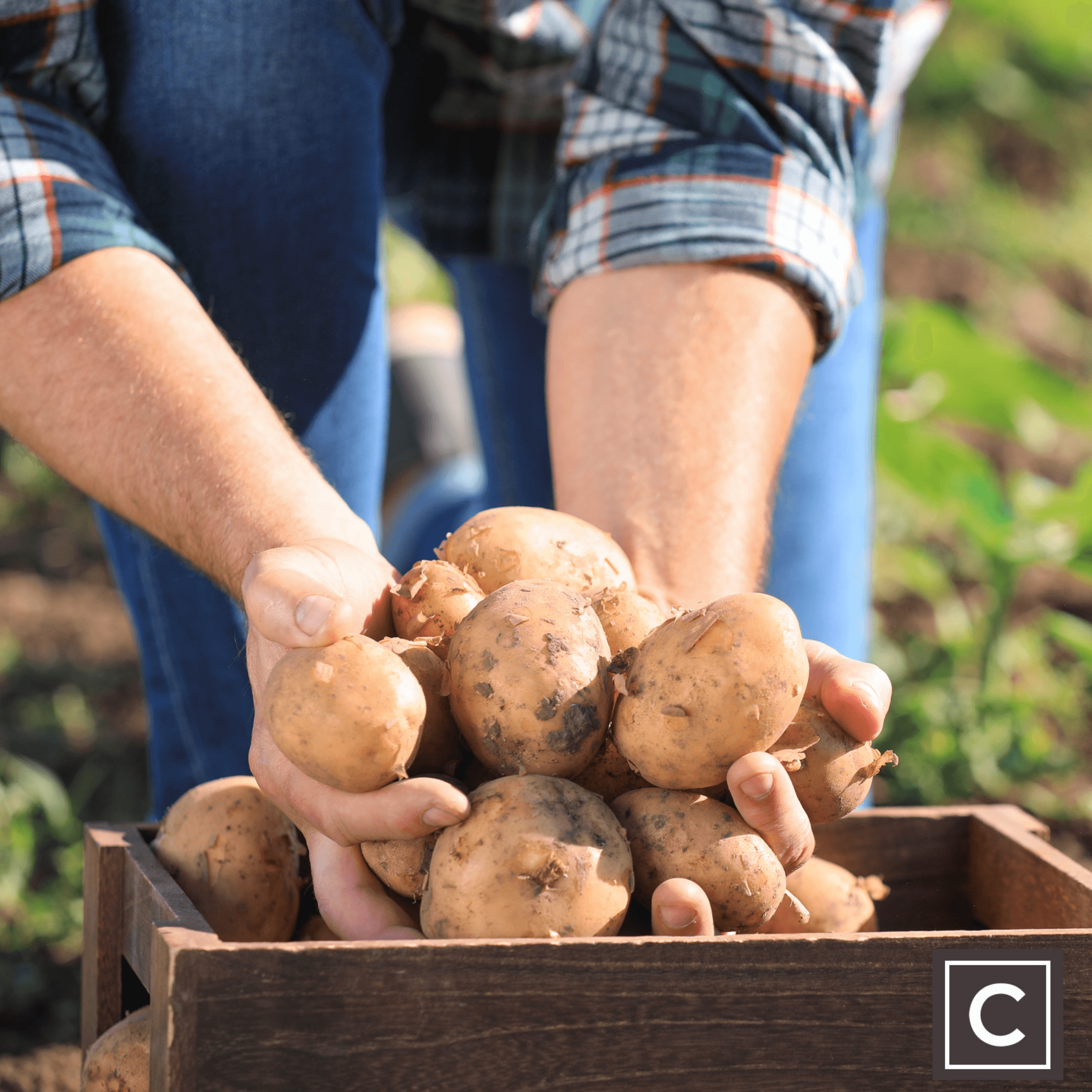 A Guide to Chipping & Treating Chips - Ceres Shop