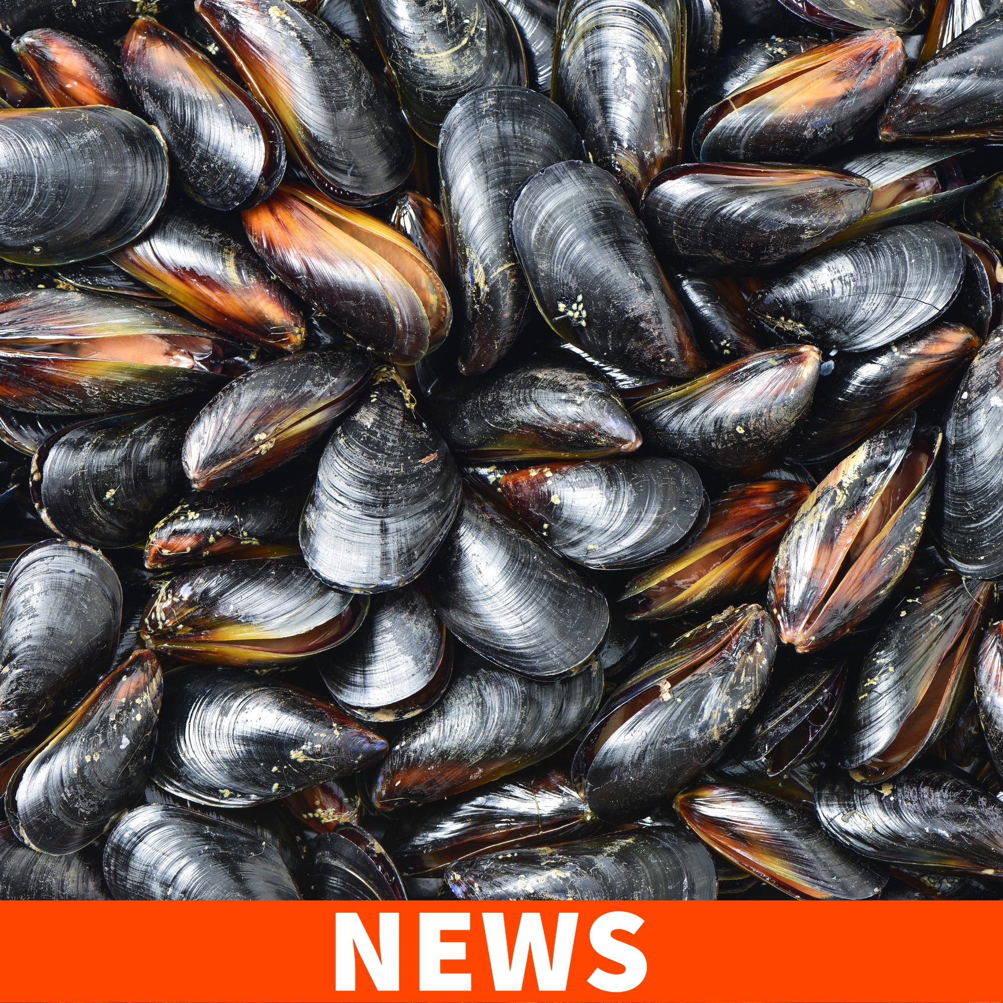 British mussel exports hit stormy waters as French customs reject £ ...