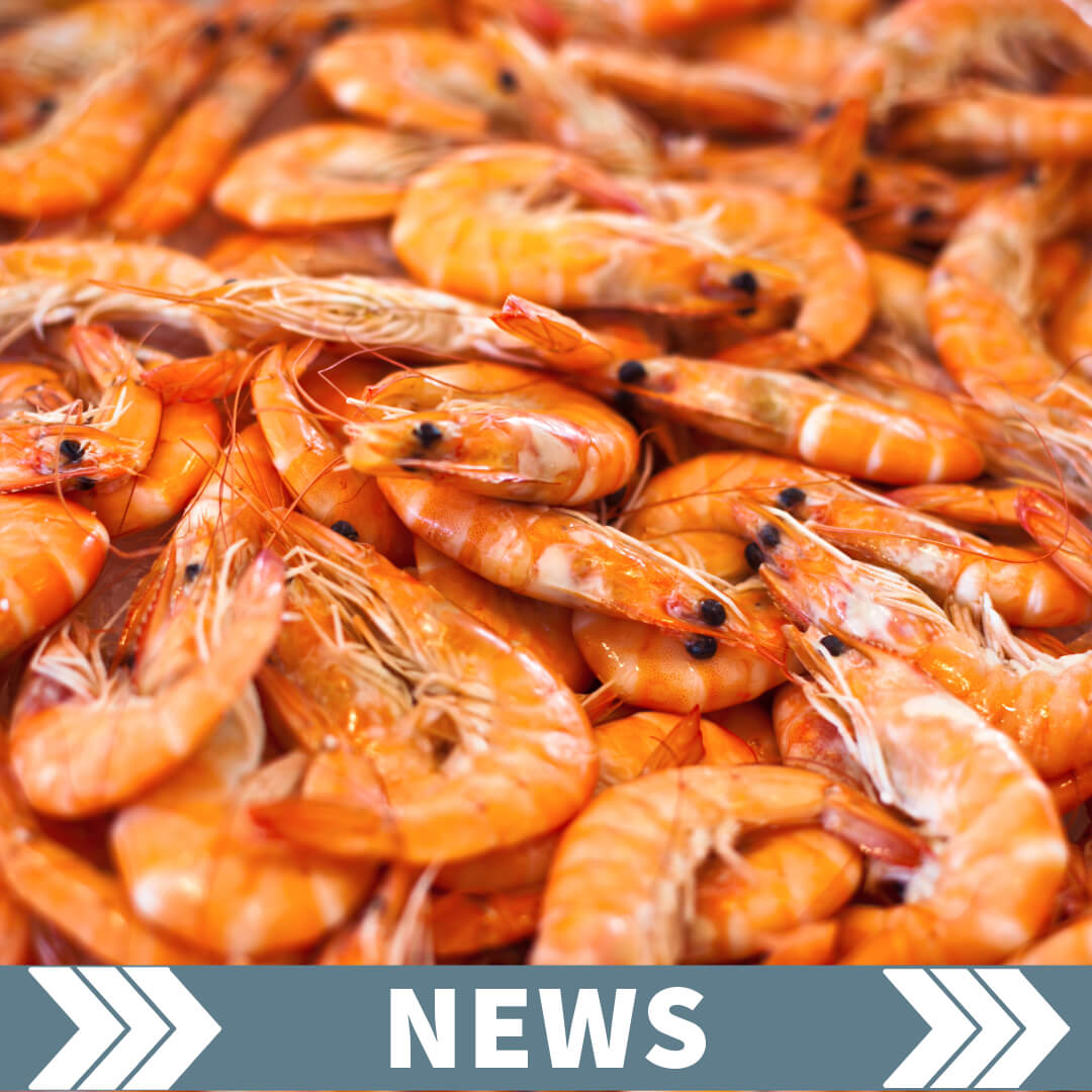 From Suffering to Stunning: The Push for Prawn Welfare in British ...