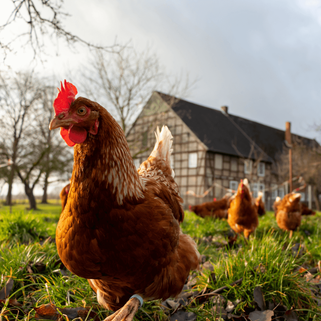 Legal Showdown Over Broiler Chicken Welfare - Ceres Shop