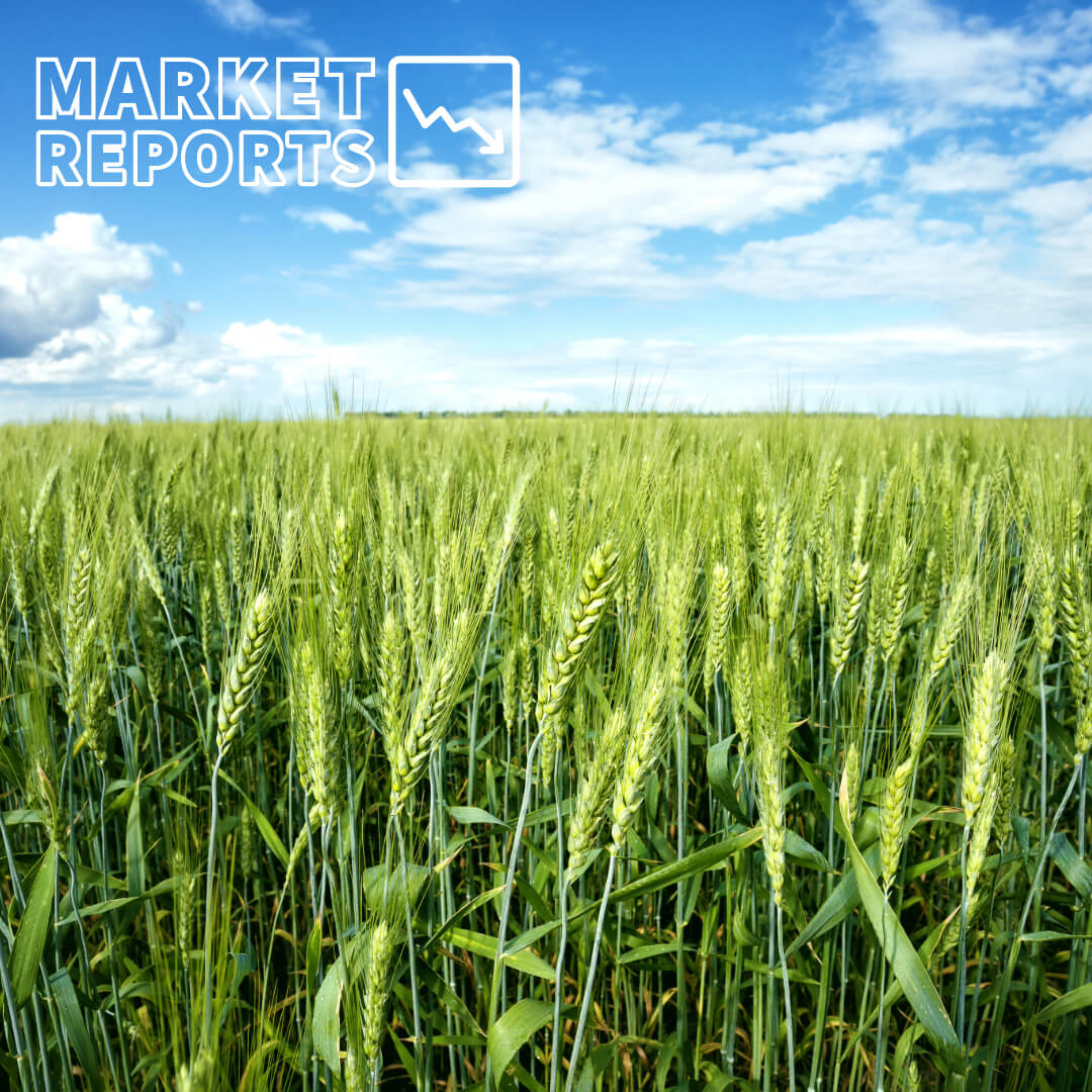Will Lower Milling Wheat Prices Hold, or Is a Rebound on the Horizon ...