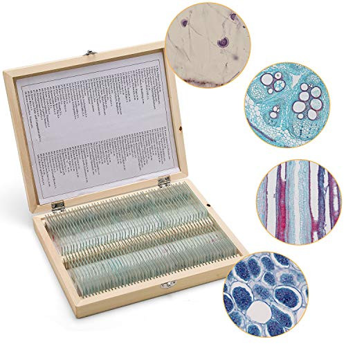 100 Prepared Microscope Slides Set with Wooden Casefor Biological ...