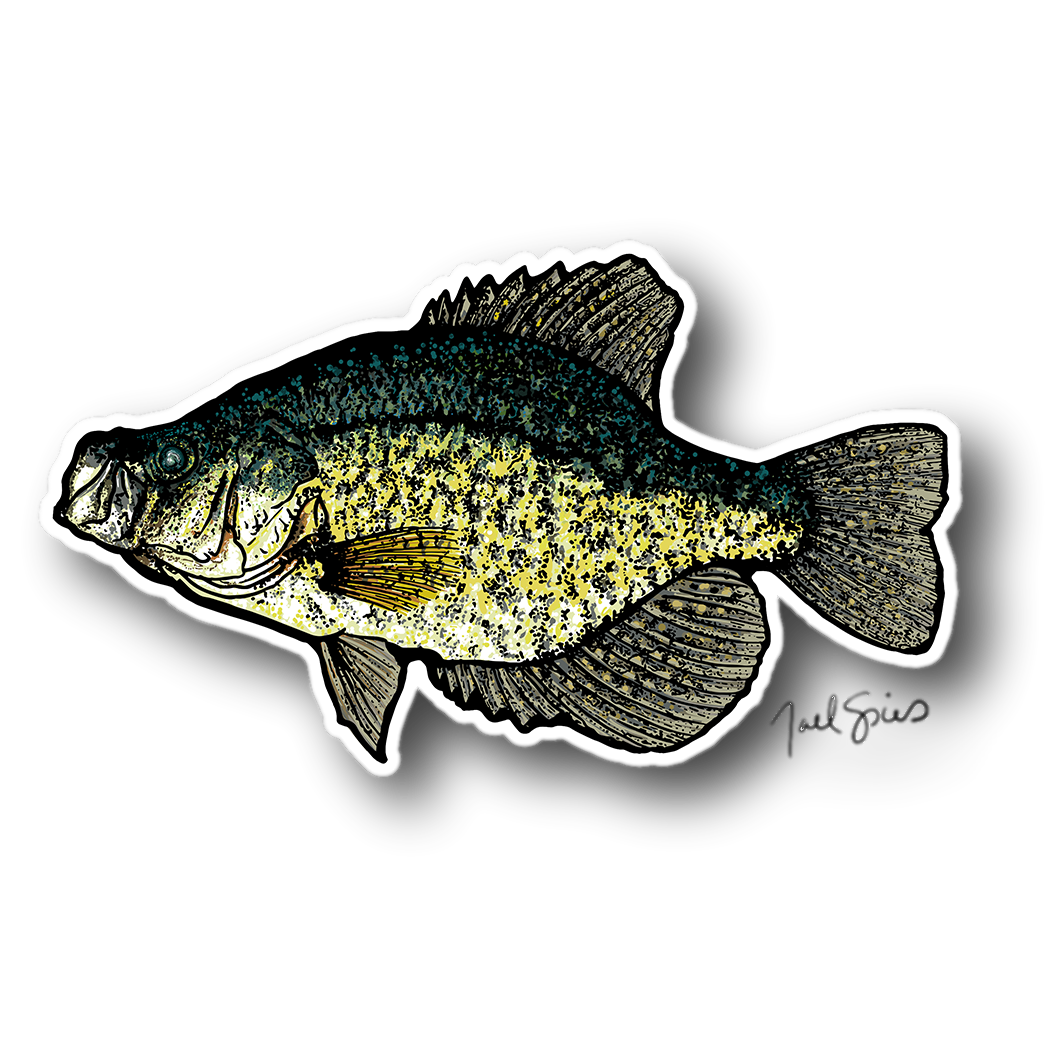 Crappie Decal – Celebrate the Legendary Papermouth