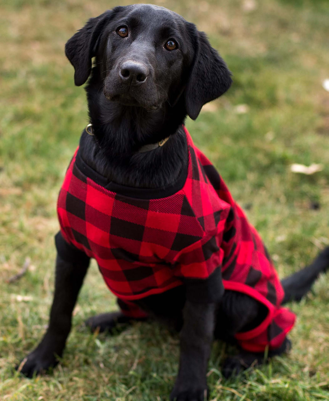 Bear Cheeks Dog Onesie Flapjack | LazyOne