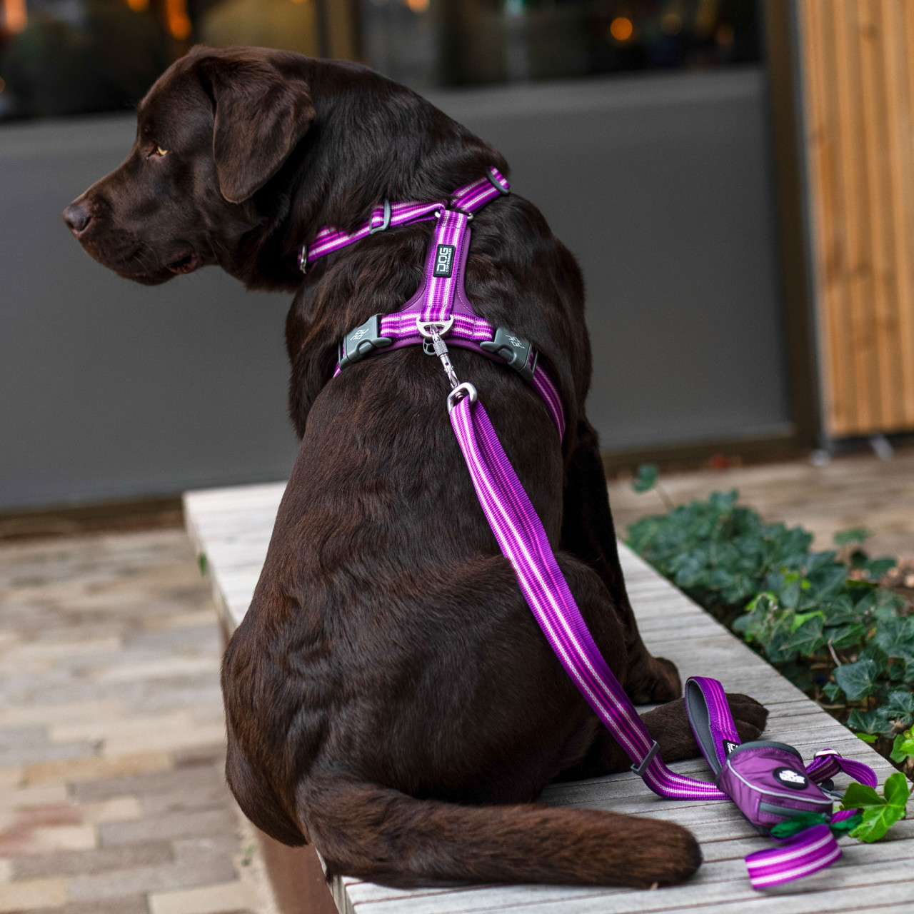 Comfort Walk Air™ Harness - Touchango K9 Ltd