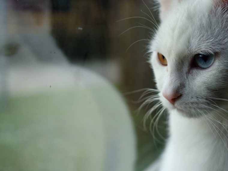 Me and Pangur Bán: What Ireland's Most Famous Cat Suggests About ...