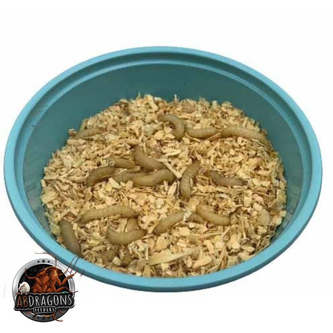 Buy Live Waxworms Online | ABDragons