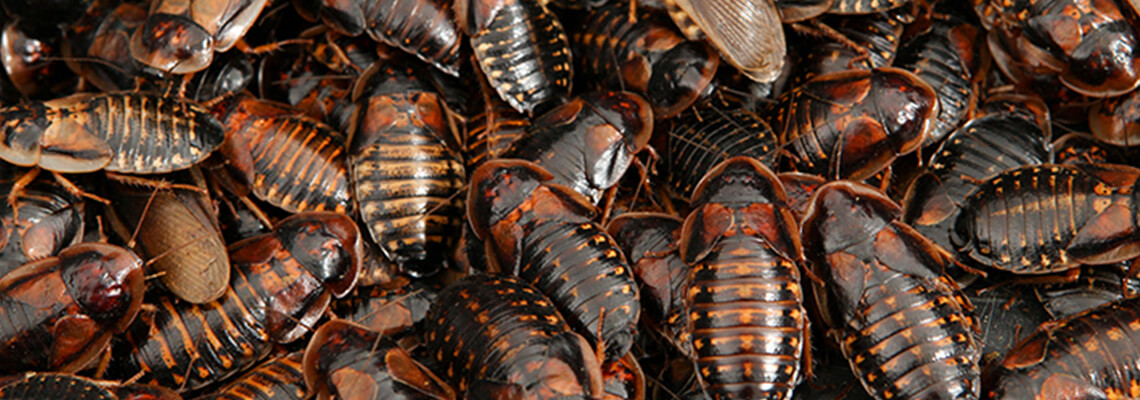 Dubia Roaches: How to Properly Care for Your Insect Feeder - ABDRAGONS