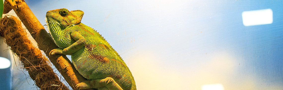 A Guide to Feeder Insects for Your Reptile - ABDRAGONS