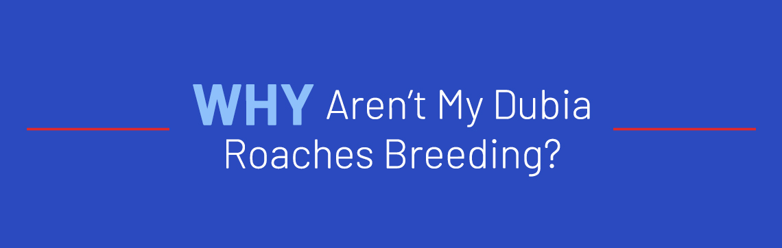 Questions for Bruce: Why Aren’t My Dubia Roaches Breeding? - ABDRAGONS