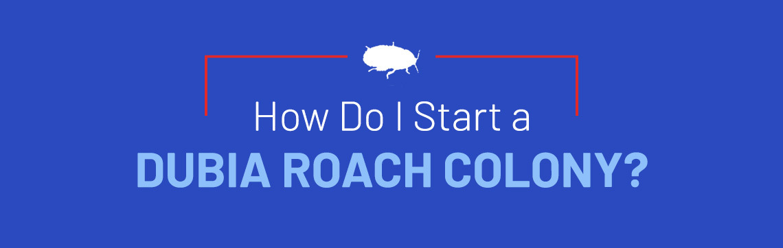 How Do I Start a Dubia Roach Colony? - ABDRAGONS