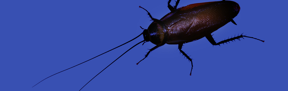 A Lesson in Feeder Insects: Dubia Roaches - ABDRAGONS