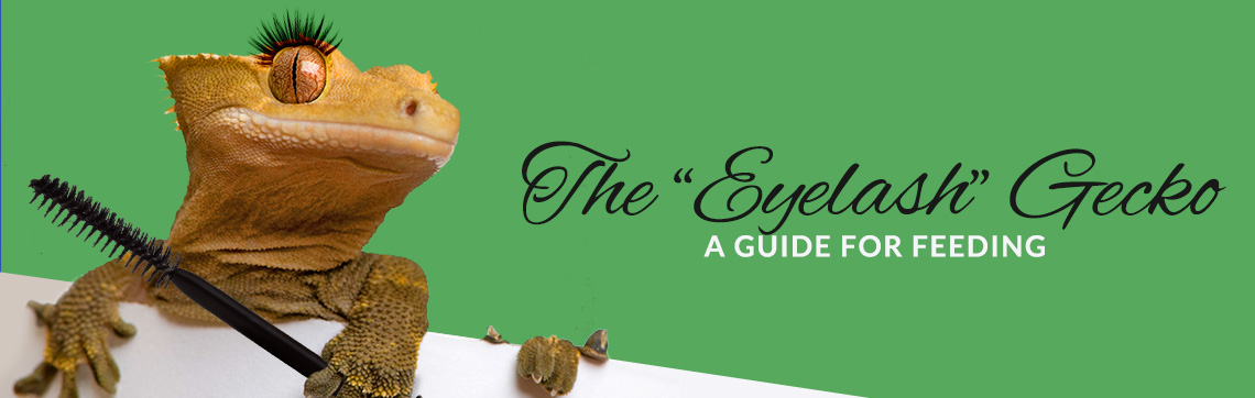 Guide to Feeding Your Crested Gecko - ABDRAGONS