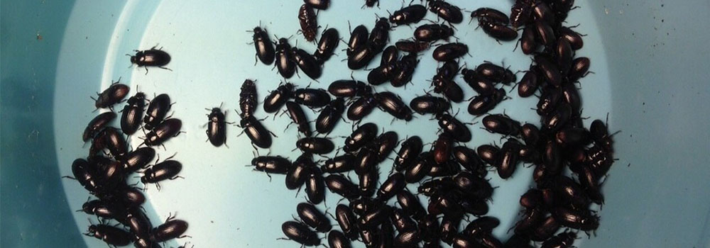 Should You Use Cleaner Beetles in Your Roach Colony? - ABDRAGONS