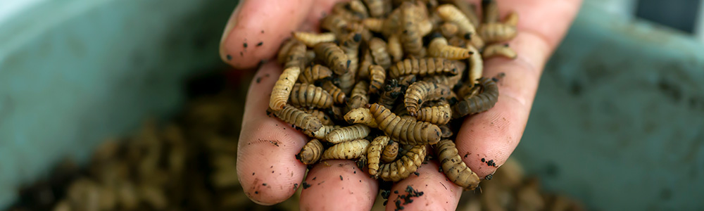 Our Top Feeder Insects for Bearded Dragons - ABDRAGONS