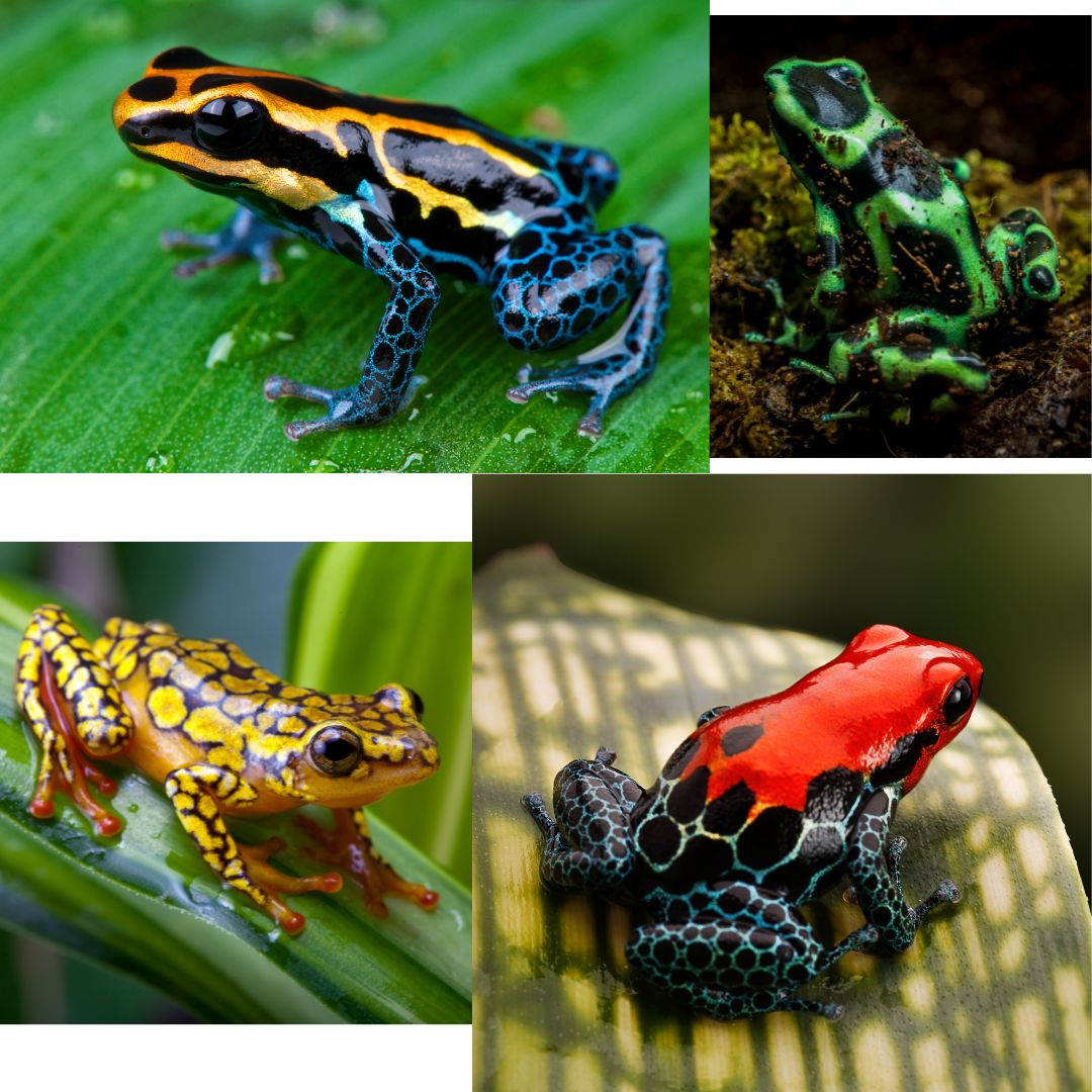 Amazon Rainforest Poison Dart Frog