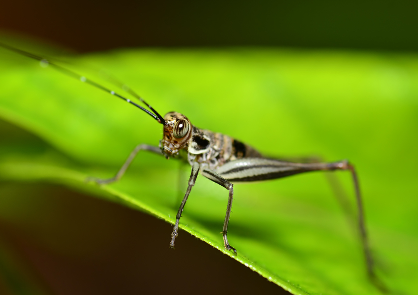 The Ultimate Guide for Purchasing Dubia Roaches and Using them for ...