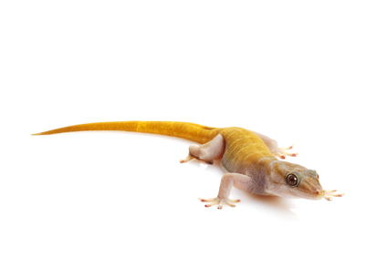 Housing, Feeding, and Owning a Golden Gecko - ABDRAGONS