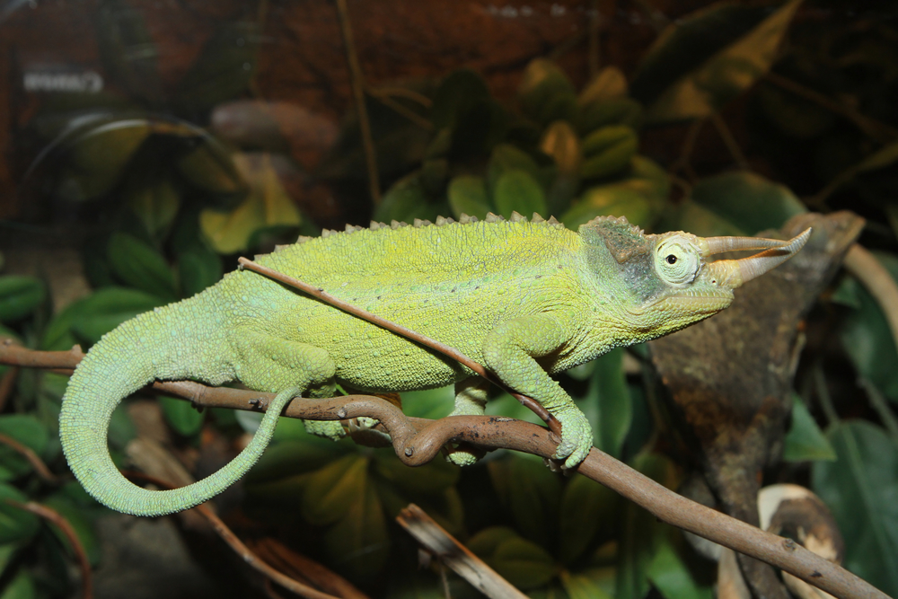 Dwarf Jackson’s Chameleons - ABDRAGONS