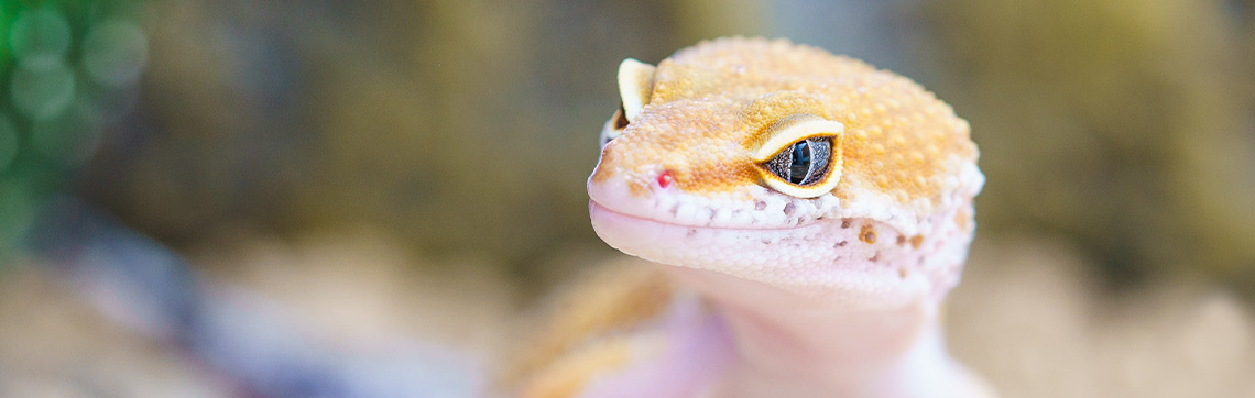 What to Expect When You’re Expecting — a Gecko! - ABDRAGONS