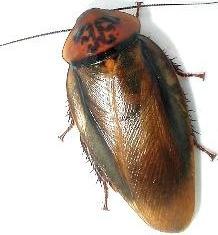 Orange Head Roaches - ABDRAGONS