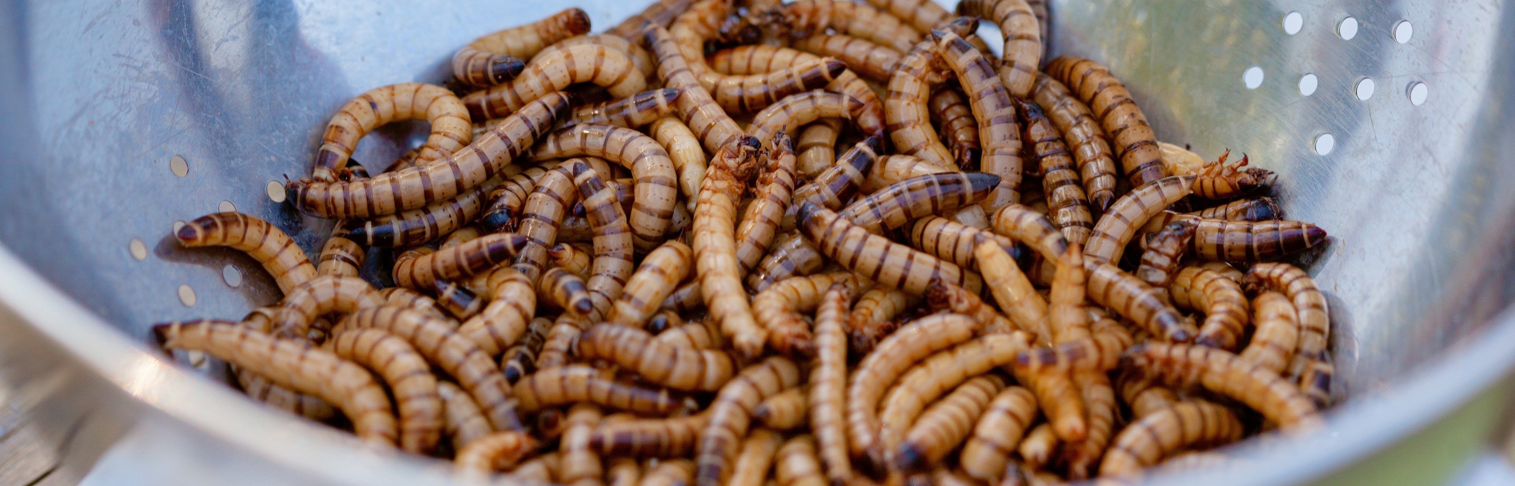 Are Superworms Good for Bearded Dragons? - ABDRAGONS