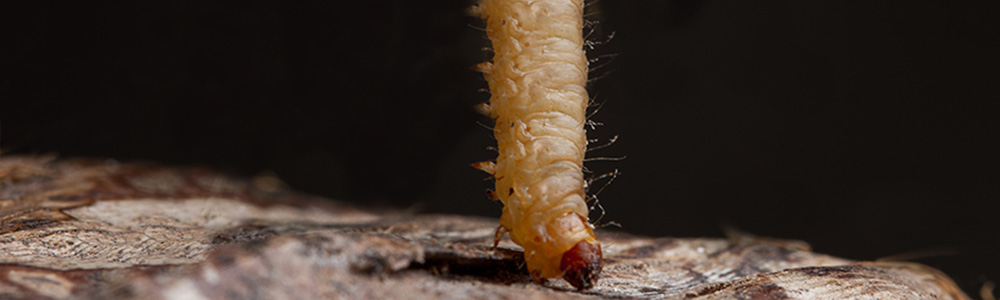 Our Top Feeder Insects for Bearded Dragons - ABDRAGONS