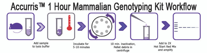 Accuris™ 1 Hour Mammalian Genotyping Kit - Lab Supplies - Stellar ...