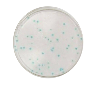 Compact Dry™ BC Ready to Use Medium For Bacillus Cereus Testing, With ...