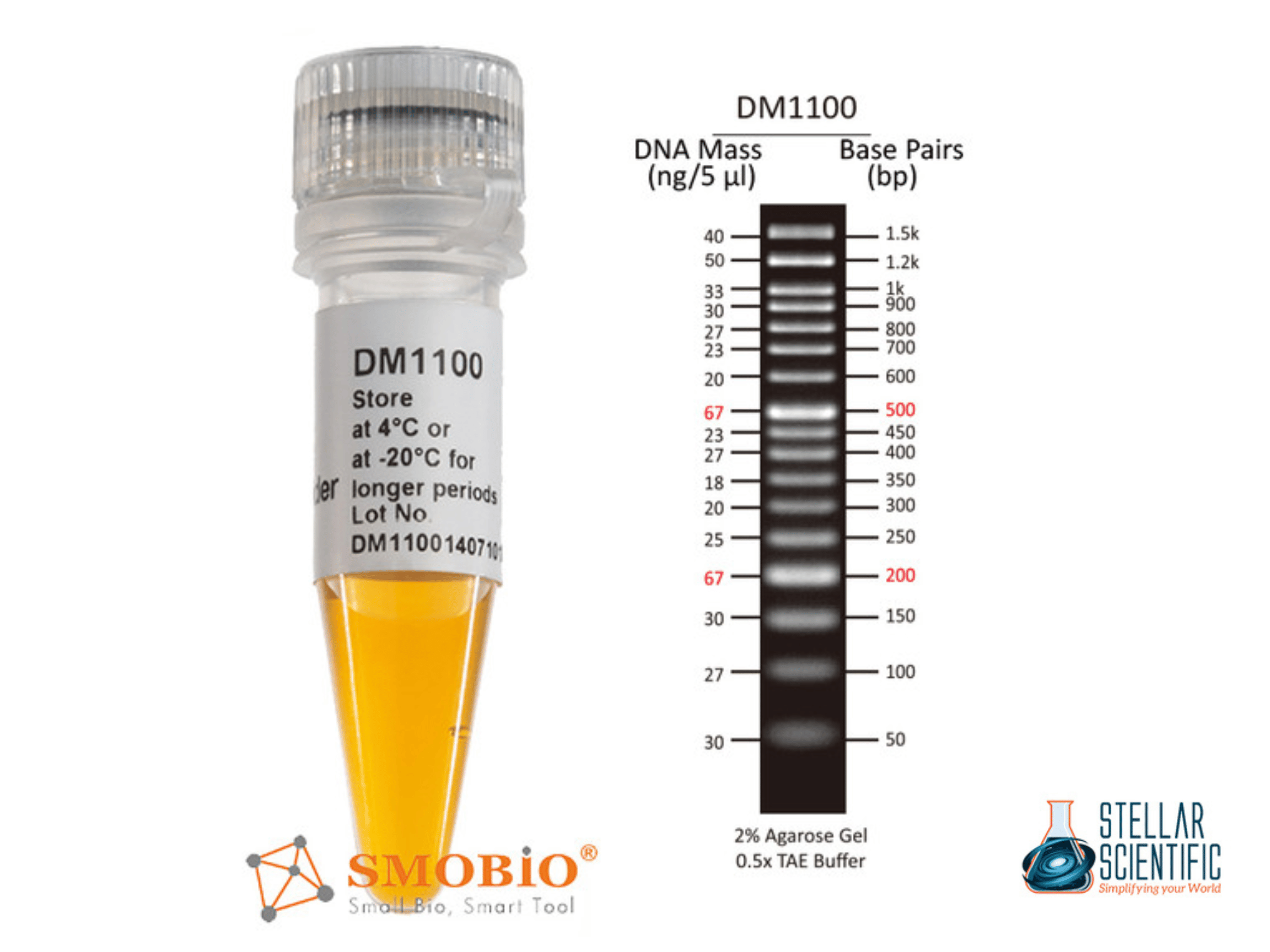 Mastering DNA Fragment Analysis: Why ExcelBand 50 bp DNA Ladder is the ...