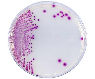 HardyCHROM™ UTI, Chromogenic Medium, Pack of 10 Plates