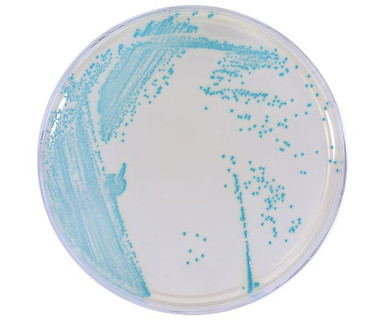 HardyCHROM™ Listeria, Chromogenic Medium, Pack of 10 Plates