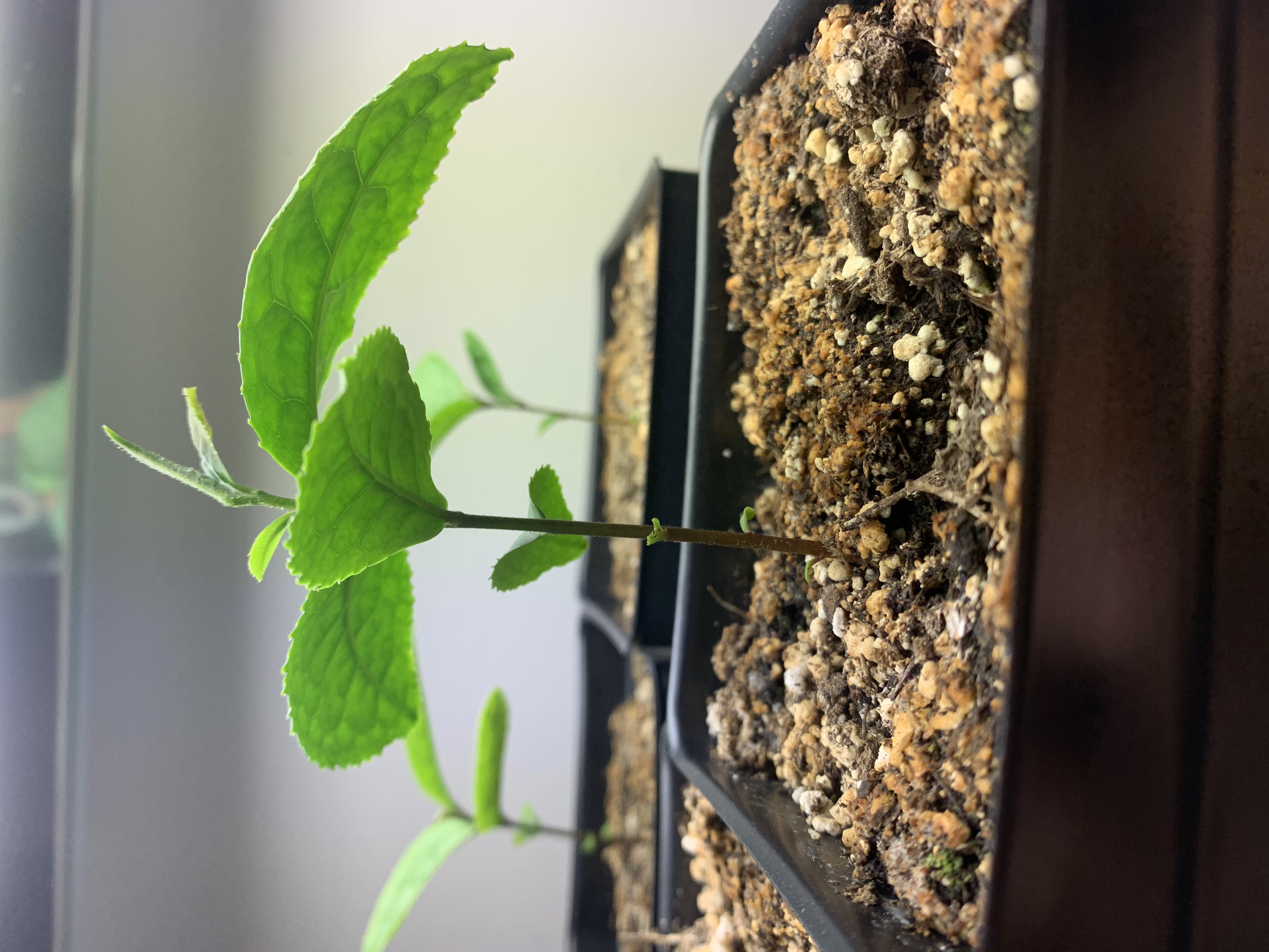 Growing tea from seed - J-TEA INTERNATIONAL LLC