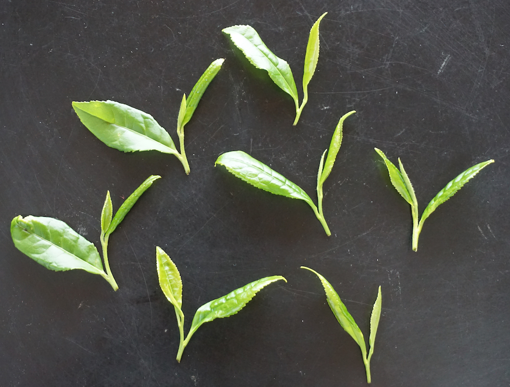 Picking Tea - J-TEA INTERNATIONAL LLC