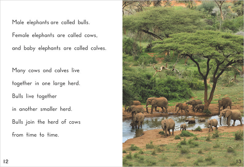 Elephants - Level K/18 - RR Books