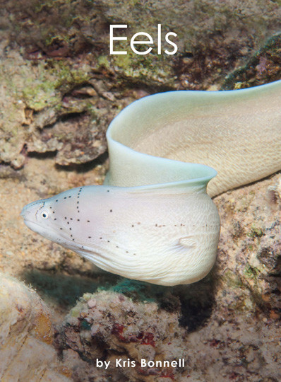 Eels - Level G/12 - RR Books