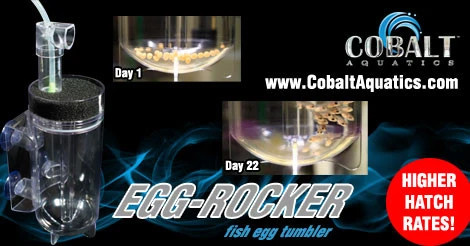 Egg Rocker 65 - PoseidonWarehouse