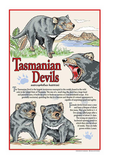 Tas Devil & Wording - Sim Branding