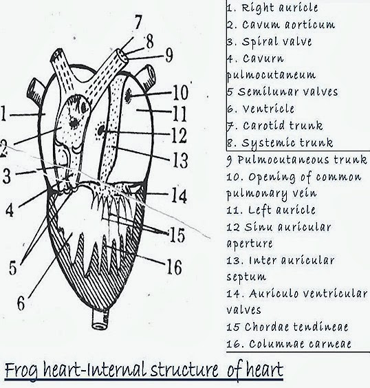 FROG HEART STRUCTURE FISH HEART STRUCTURE COMPARATIVE ANATOMY