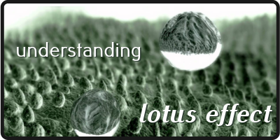 Lotus Effect in Nanotechnology - Nanografi Nano Technology