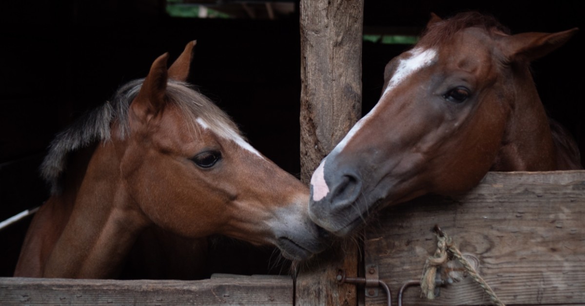 What to Look for in a Natural Horse Supplement - Equilite Herbals