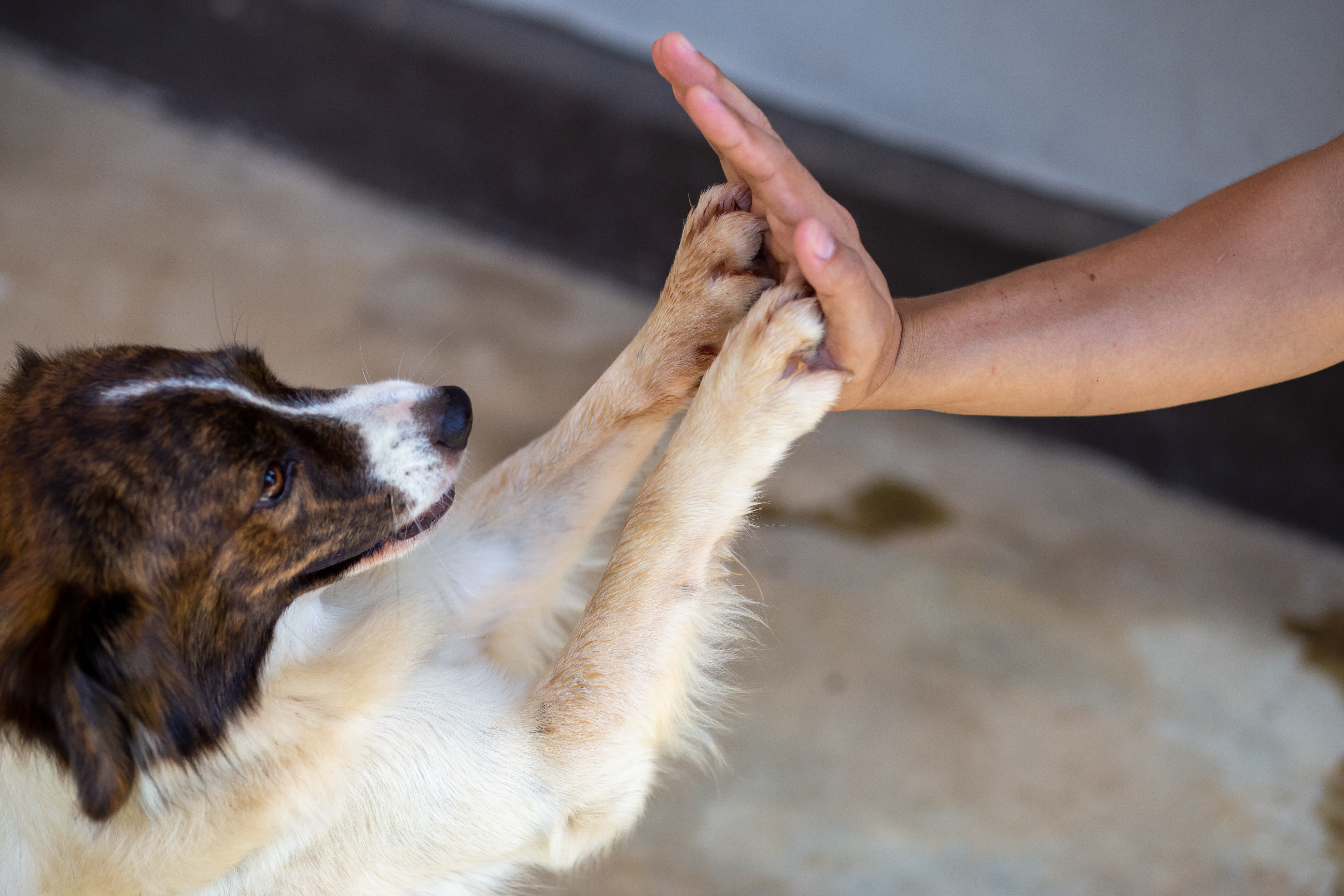 Canine Osteoarthritis Treatment - Equilite Herbals