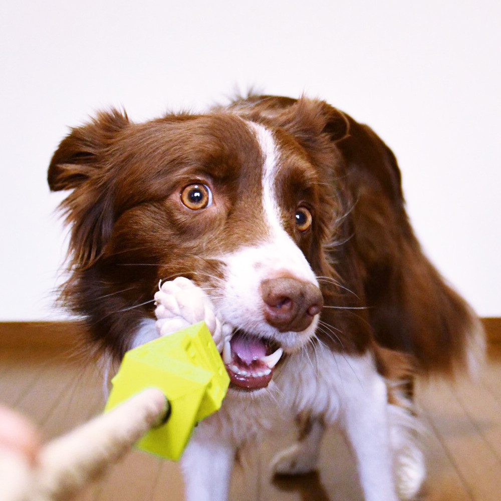 The Proud Pet Store-Dog Toy-Building Blocks on Rope