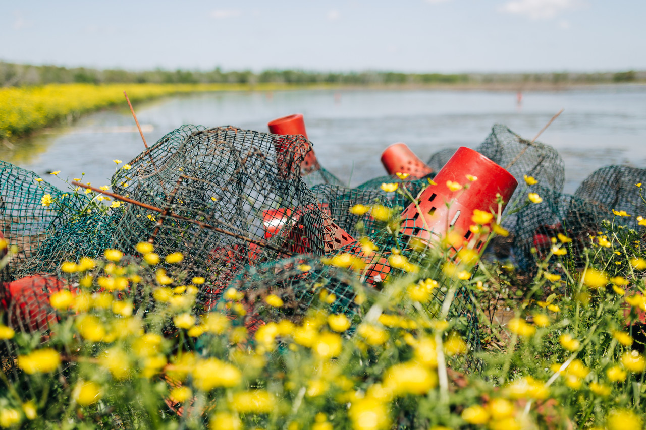 Crawfish - Farm Pick Up - Louisiana Crawfish Company