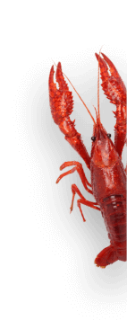 Live Crawfish By The Pound - Field Run