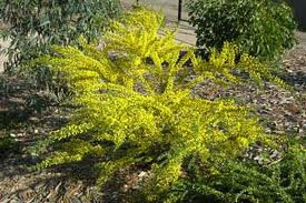 Acacia Acinacea buy | Gold Dust Wattle | Tubestock