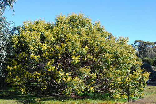 Acacia pycnantha buy online | golden wattle | tubestock