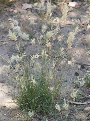 Austrodanthonia setacea buy online | wallaby grass | Tubestock $1.50