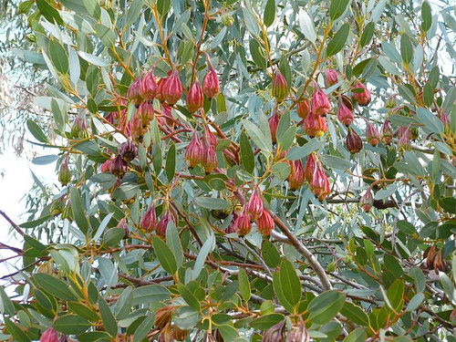 Eucalyptus forrestiana buy | fuchsia gum | tree | plant