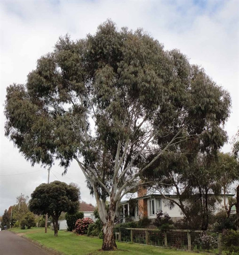 Buy Eucalyptus viminalis var cygnetensis | rough bark manna gum | seedling